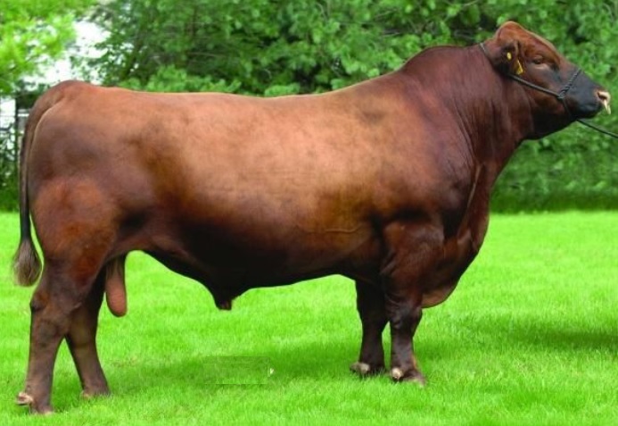 Angus negro y rojo - Genex Colombia