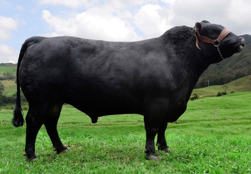 Angus negro y rojo - Genex Colombia