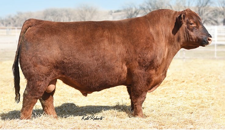 Angus negro y rojo - Genex Colombia