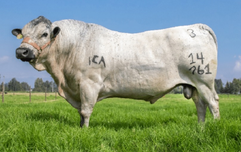 Bon - Genex Colombia
