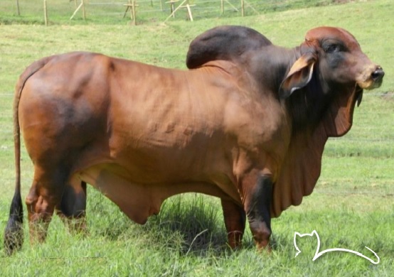Brahman Rojo - Genex Colombia