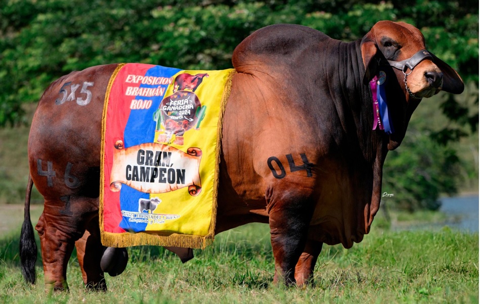 Brahman Rojo - AgroSemex