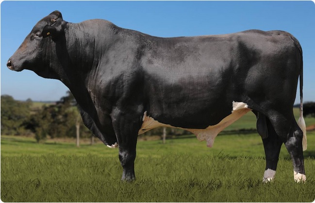 Girolando - Genex Colombia