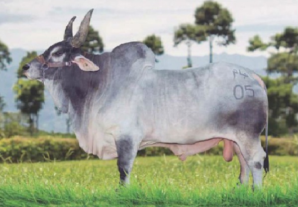 Guzerat - Genex Colombia