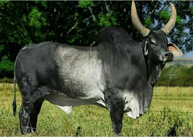 Guzerat - Genex Colombia