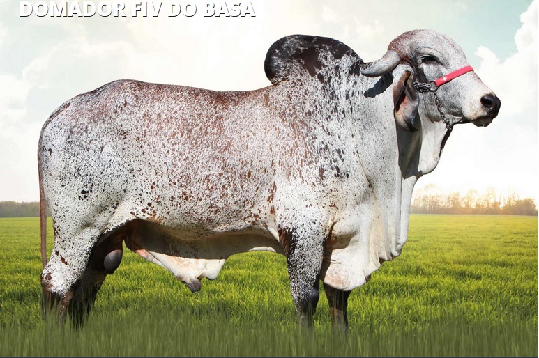 Gyr Importado - Genex Colombia