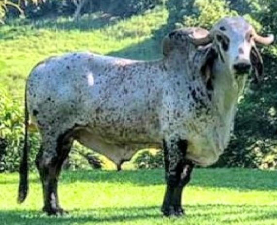 Gyr Nacional - Genex Colombia