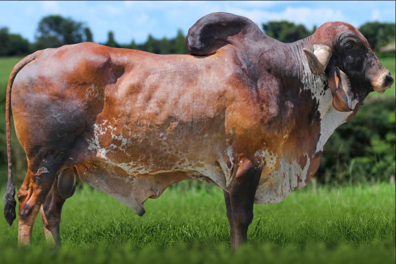 Gyr Importado - Genex Colombia