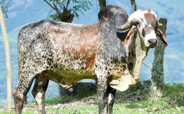 Gyr Nacional - Genex Colombia