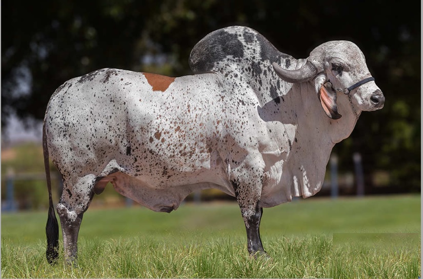 Gyr Importado - Genex Colombia