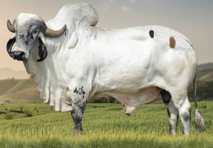 Gyr Importado - Genex Colombia