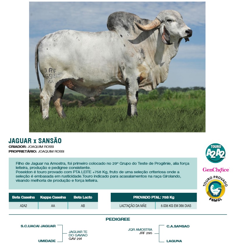 Gyr Importado - Genex Colombia