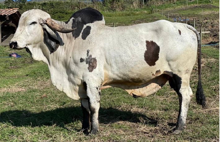 Gyr Nacional - Genex Colombia