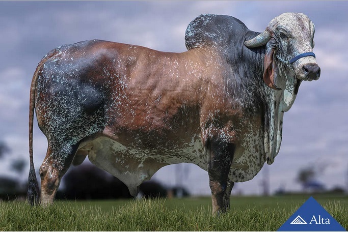 Gyr Importado - Genex Colombia