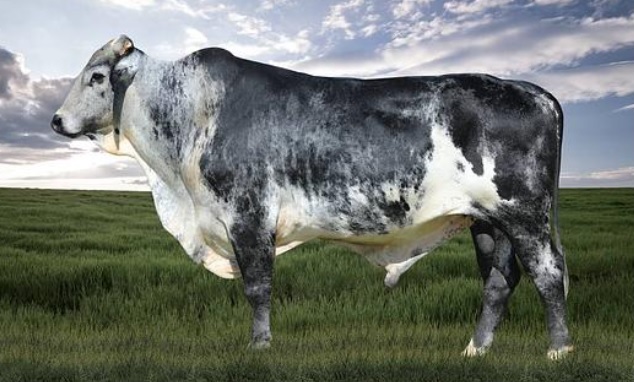 Girolando - Genex Colombia