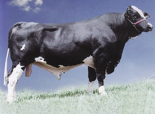 Girolando - Genex Colombia