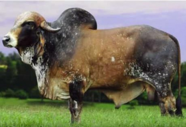 Gyr Importado - Genex Colombia