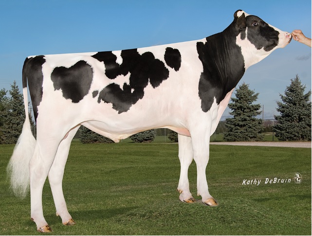 Holstein Negro - Genex Colombia