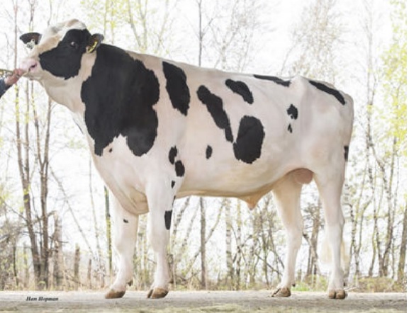 Holstein Negro - Genex Colombia