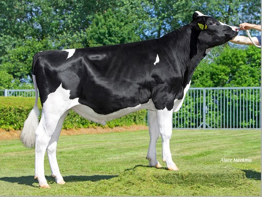 Holstein Negro - Genex Colombia