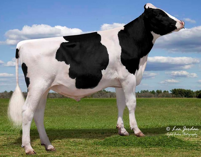Holstein Negro - Genex Colombia