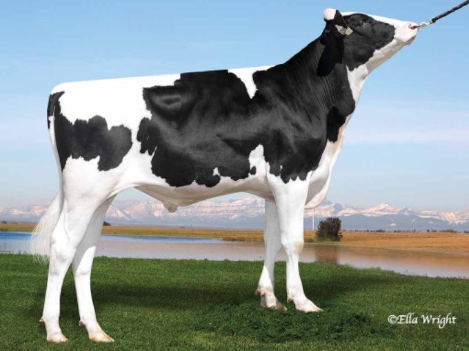 Holstein Negro - Genex Colombia