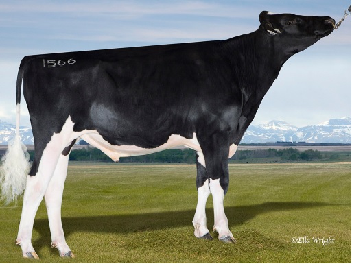 Holstein Negro - Genex Colombia