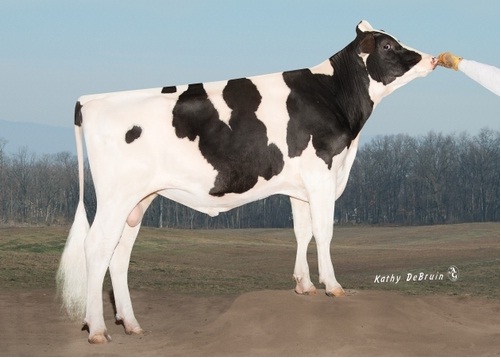 Holstein Negro - Genex Colombia