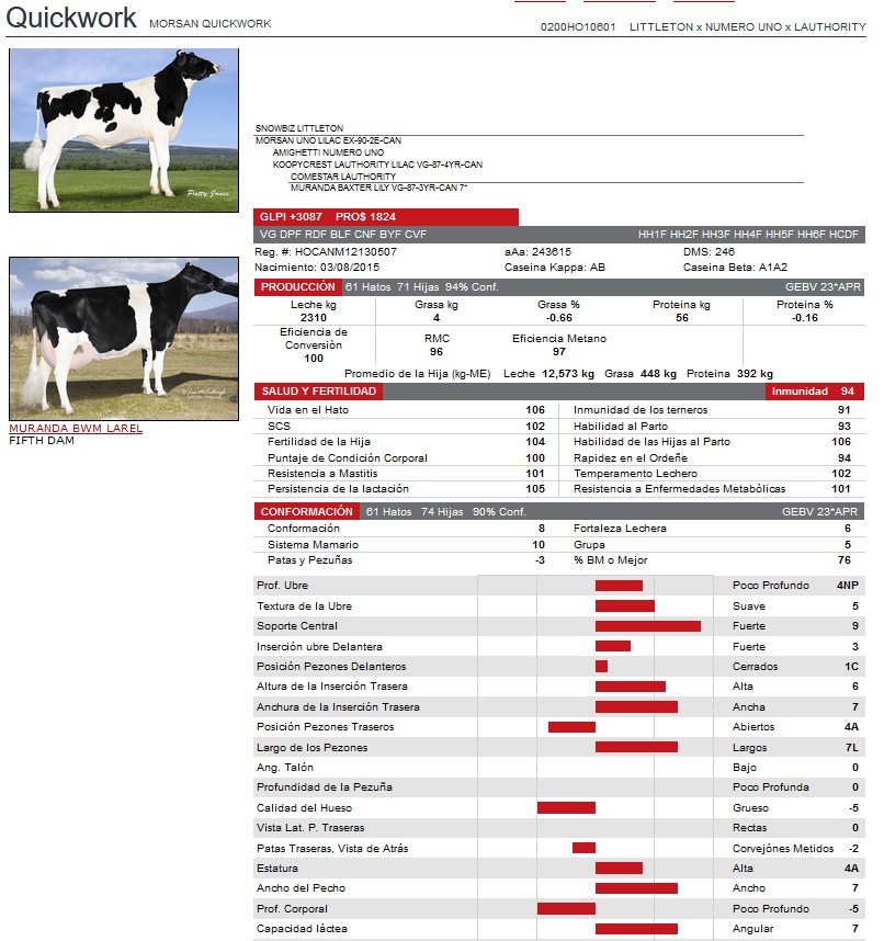 Holstein Negro - Genex Colombia