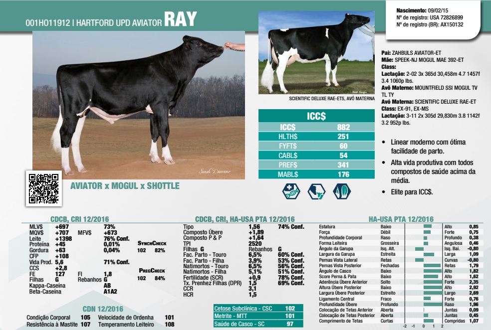 Holstein Negro - Genex Colombia