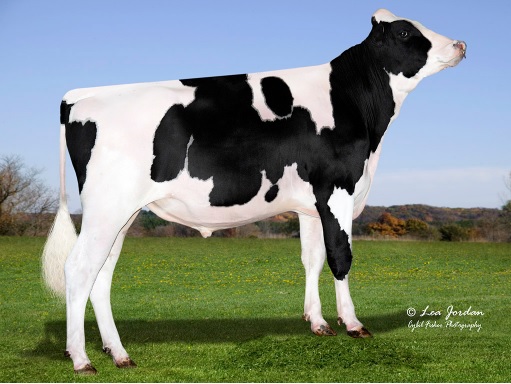 Holstein Negro - Genex Colombia