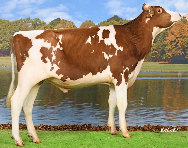 Holstein Rojo - Genex Colombia