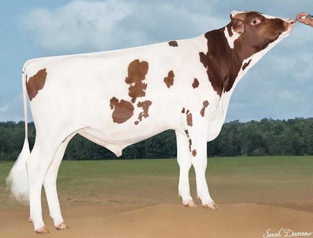 Holstein Rojo - Genex Colombia