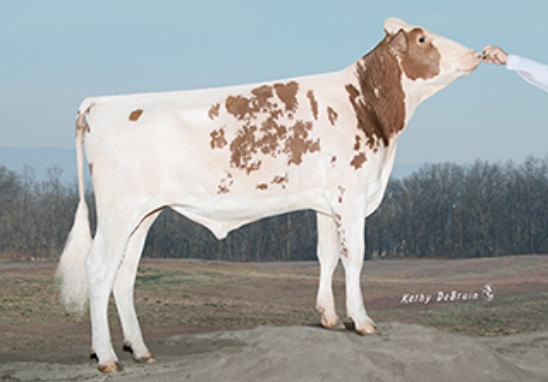 Holstein Rojo - Genex Colombia