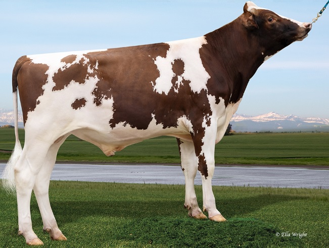 Holstein Rojo - Genex Colombia