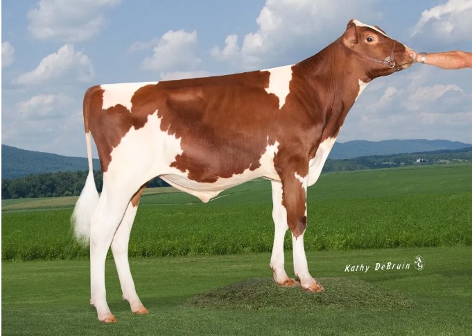 Holstein Rojo - Genex Colombia