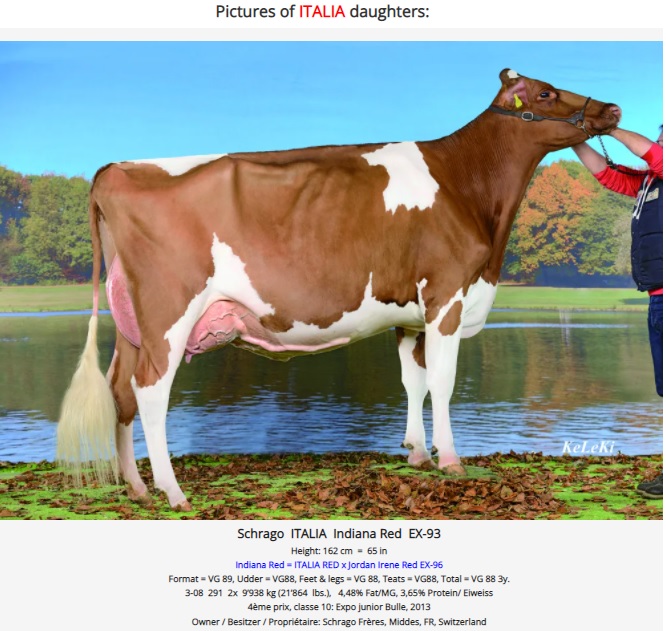 Holstein Rojo - Genex Colombia