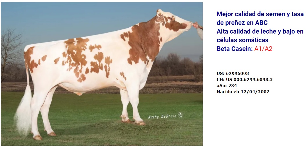 Holstein Rojo - Genex Colombia