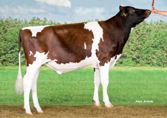Holstein Rojo - Genex Colombia