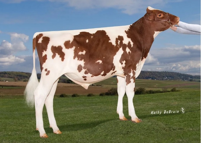 Holstein Rojo - Genex Colombia
