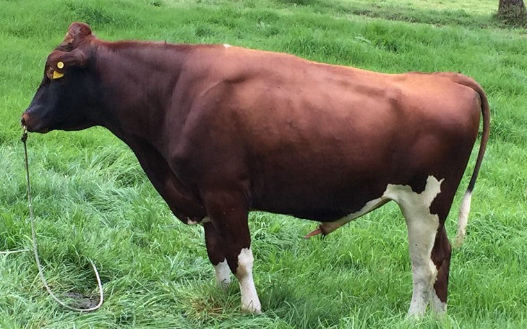 Holstein Rojo - Genex Colombia