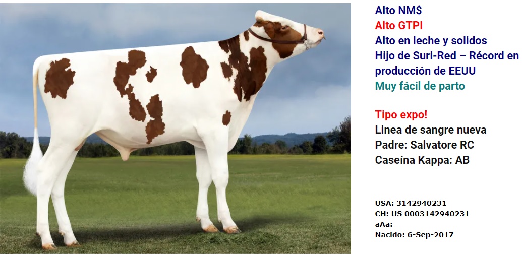 Holstein Rojo - Genex Colombia