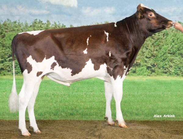 Holstein Rojo - Genex Colombia
