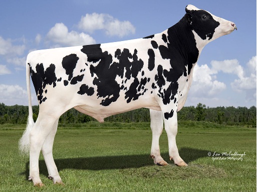 Holstein Negro - Genex Colombia