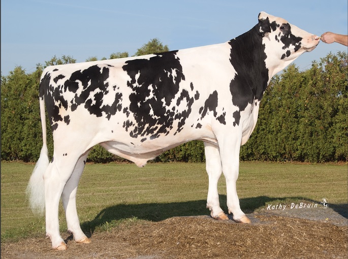 Holstein Negro - Genex Colombia