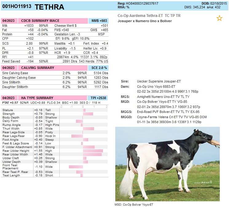 Holstein Negro - Genex Colombia