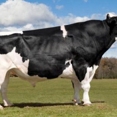 Gyr Importado - Genex Colombia