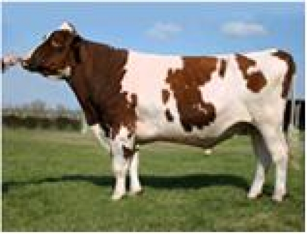 Holstein Rojo - Genex Colombia