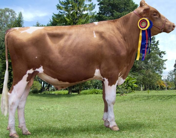 Holstein Rojo - Genex Colombia