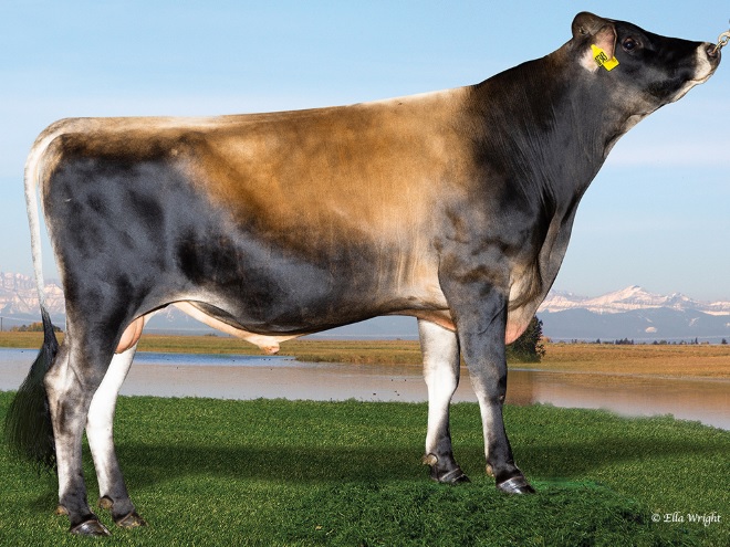 Jersey - Genex Colombia